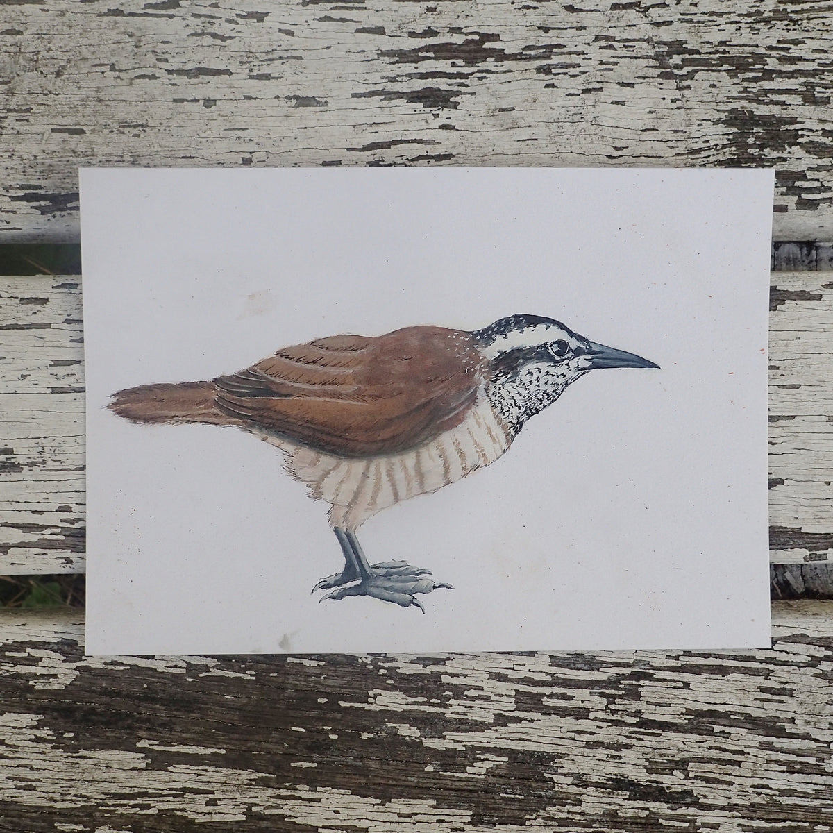 Tits, Boobies and Loons | Original Artwork | Libby Morris Watercolour ...