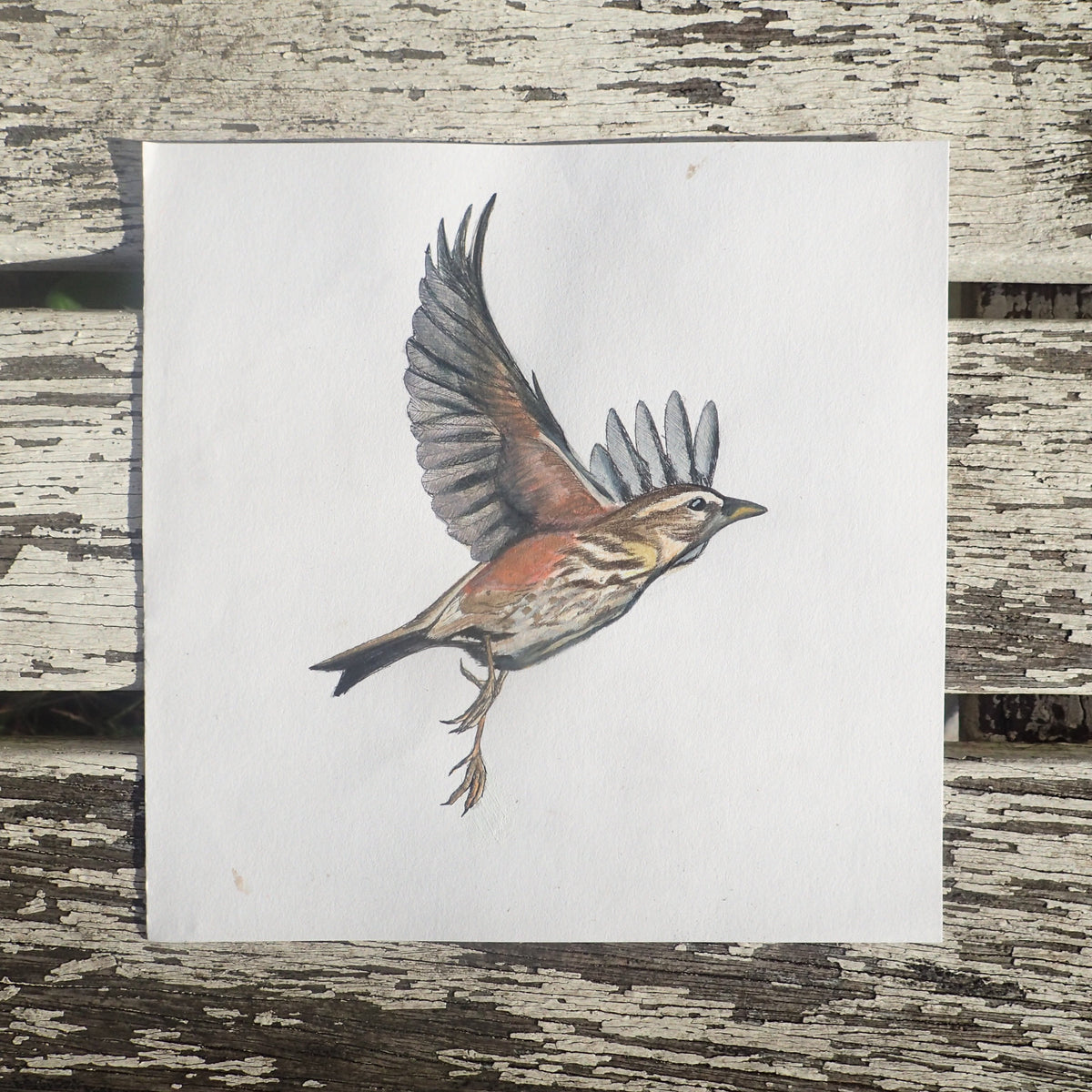 Tits, Boobies and Loons | Original Artwork | Libby Morris Watercolour ...